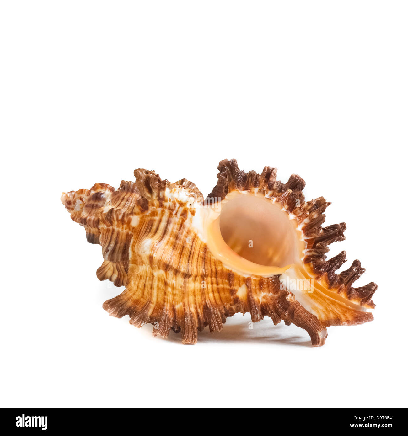 Cockleshell hi-res stock photography and images - Alamy