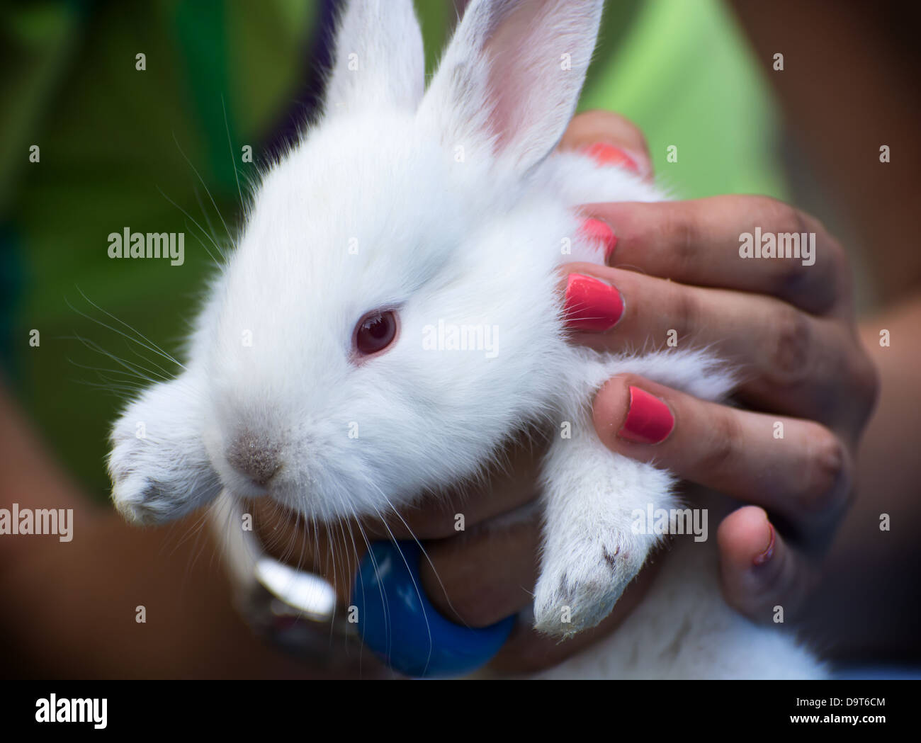 White rabbit in woman hands Stock Photo - Alamy