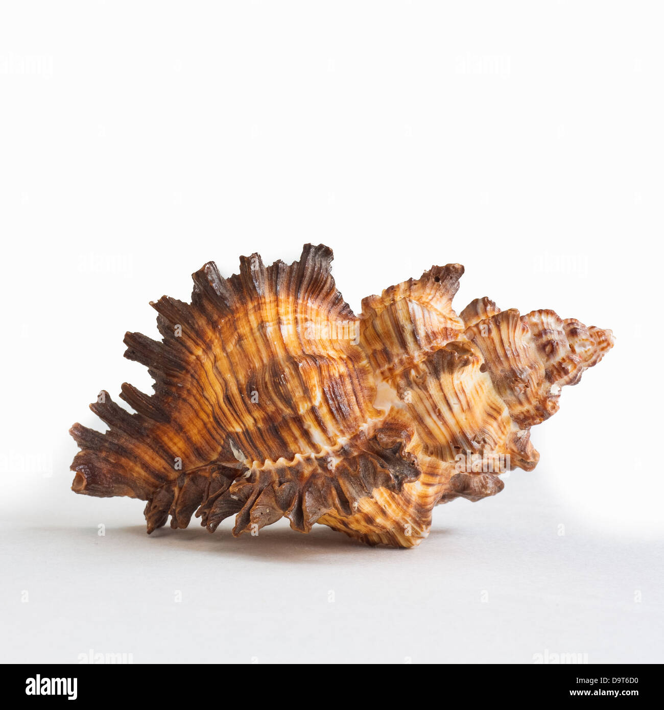 Cockleshell hi-res stock photography and images - Alamy