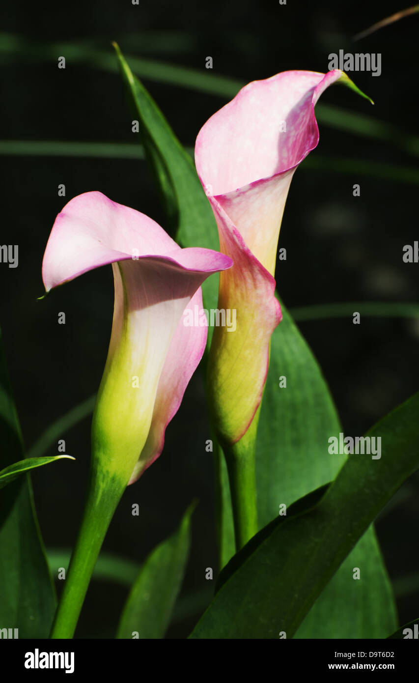 Pink Calla Lily Zantedeschia Rehmannii High Resolution Stock ...