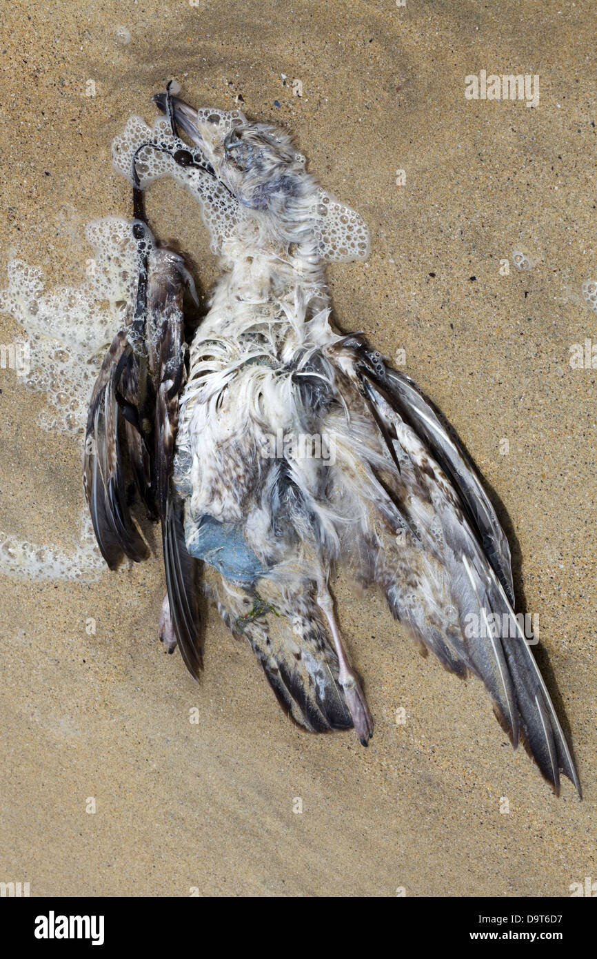 Dead caused by pollution hi-res stock photography and images - Alamy