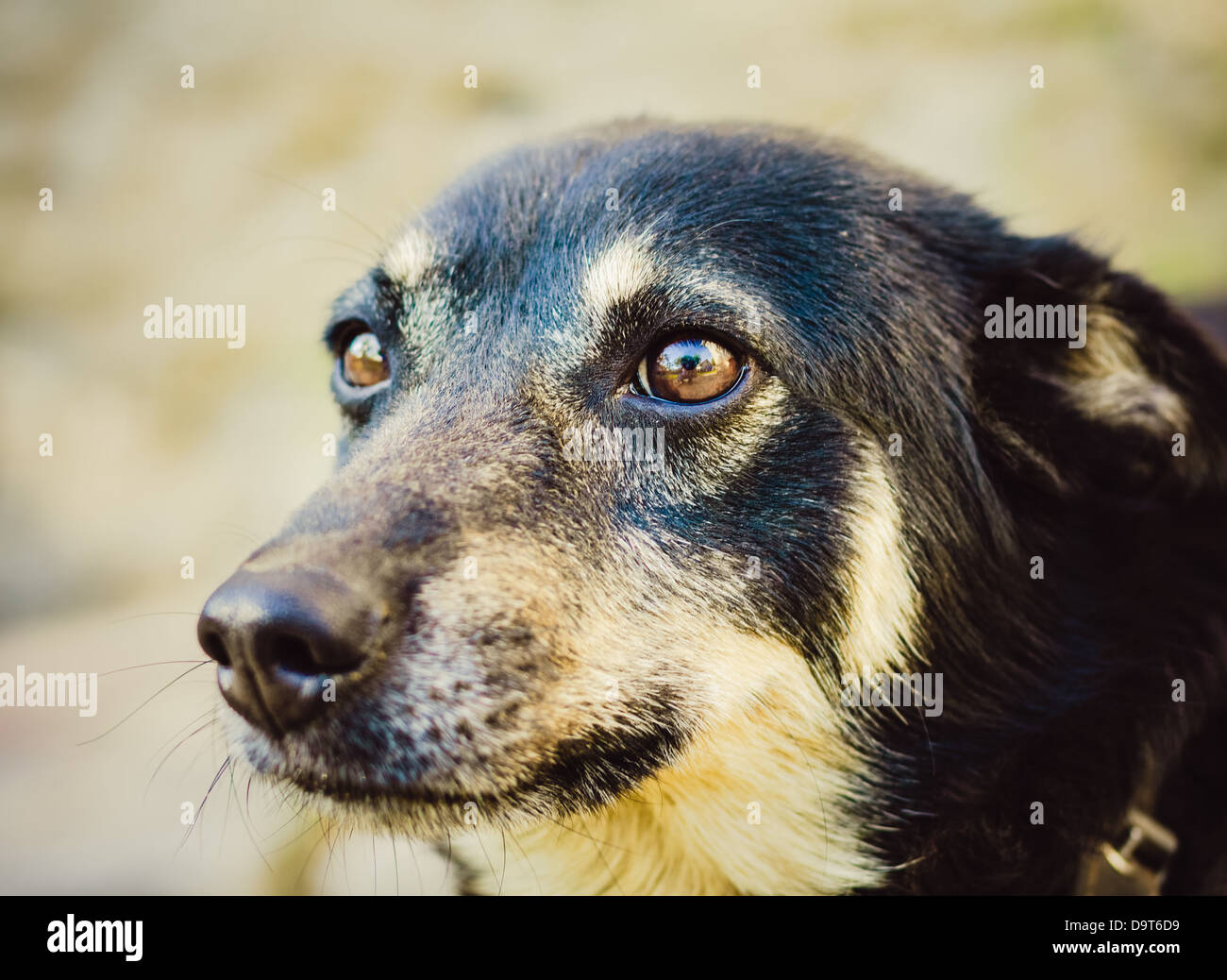 The Portrait Of Young Black Dog Stock Photo - Alamy