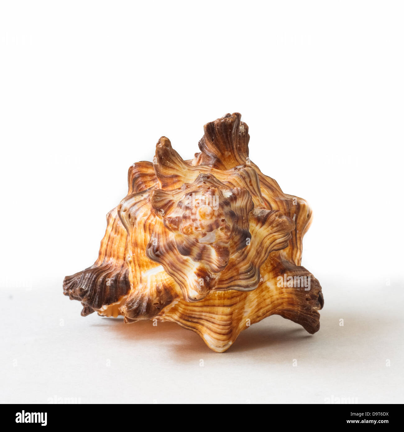 Cockleshell hi-res stock photography and images - Alamy