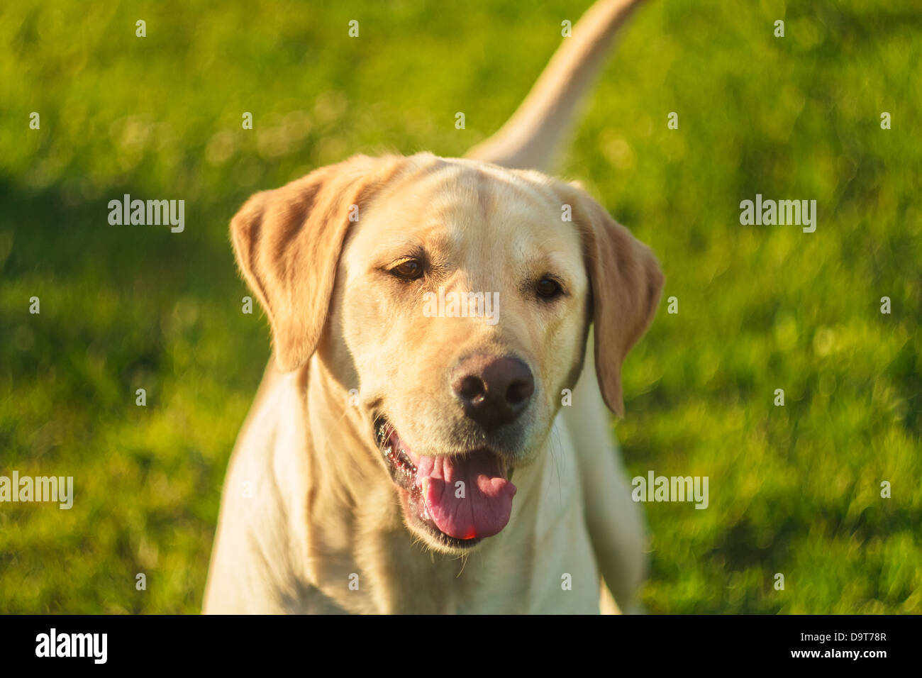 The Portrait Of Young Labrador Stock Photo - Alamy