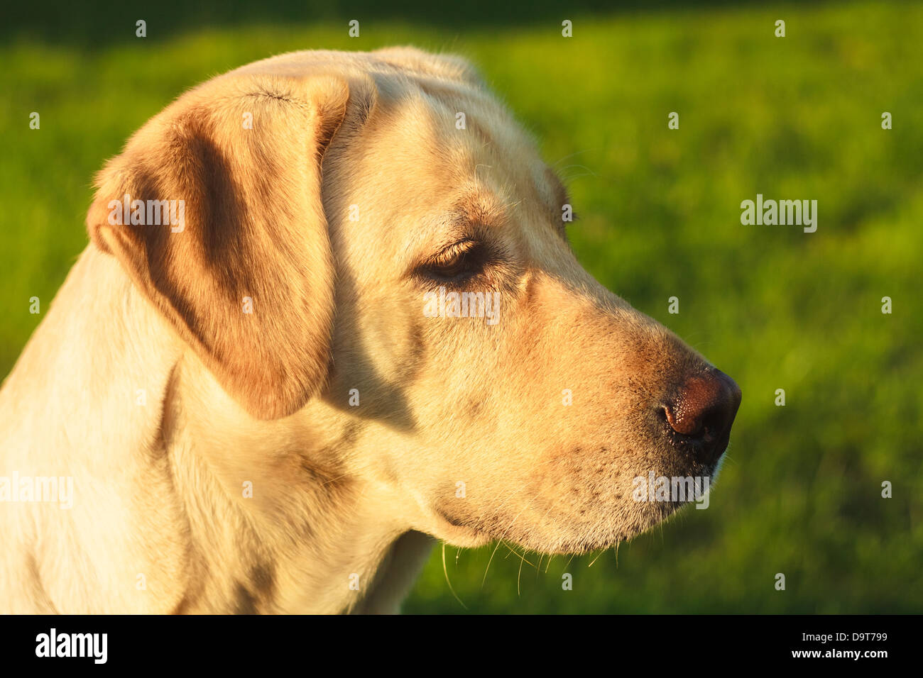 The Portrait Of Young Labrador Stock Photo - Alamy