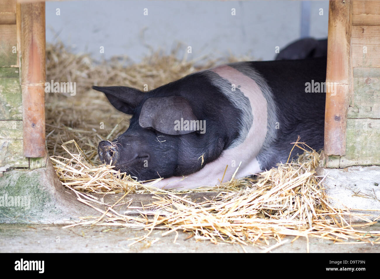 British Saddle back Pig Laying in a shelter Sus Stock Photo - Alamy