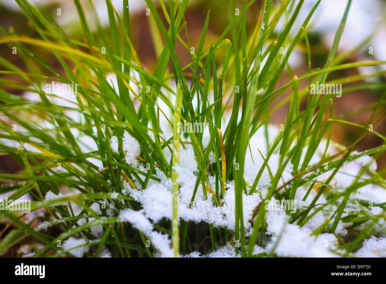 Green grass growing through snow hi-res stock photography and images ...