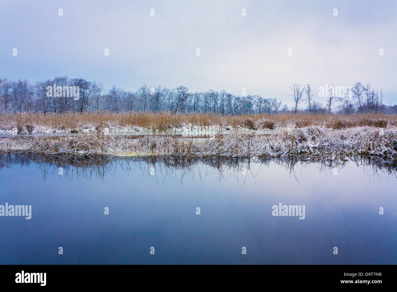 Wild Bog. Russian Nature In Winter Stock Photo - Alamy