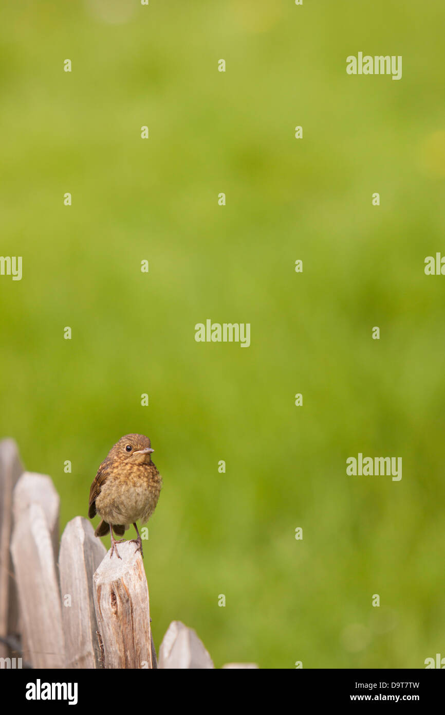 Juvenile Robin in fence post, England, UK Stock Photo - Alamy