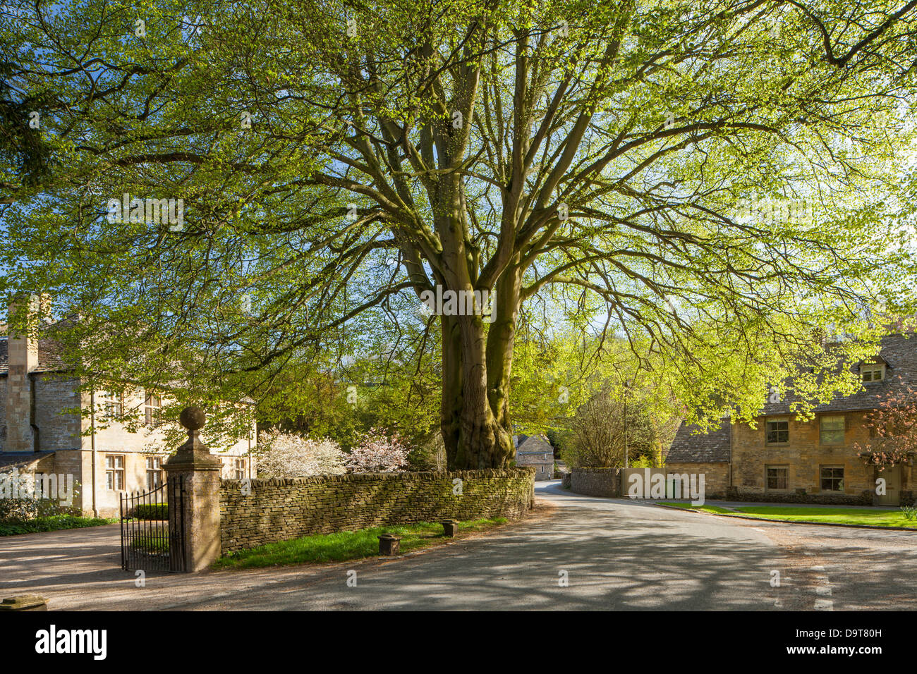 Great Beech tree in the Cotswold village of Naunton, Gloucestershire ...