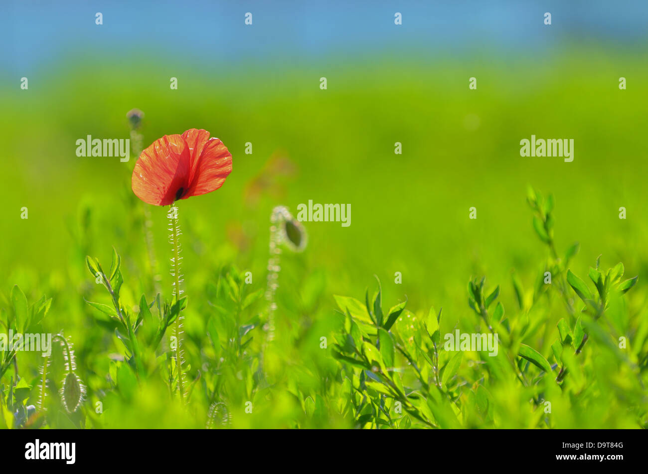Poppy flower and sky shoot in garden Stock Photo - Alamy
