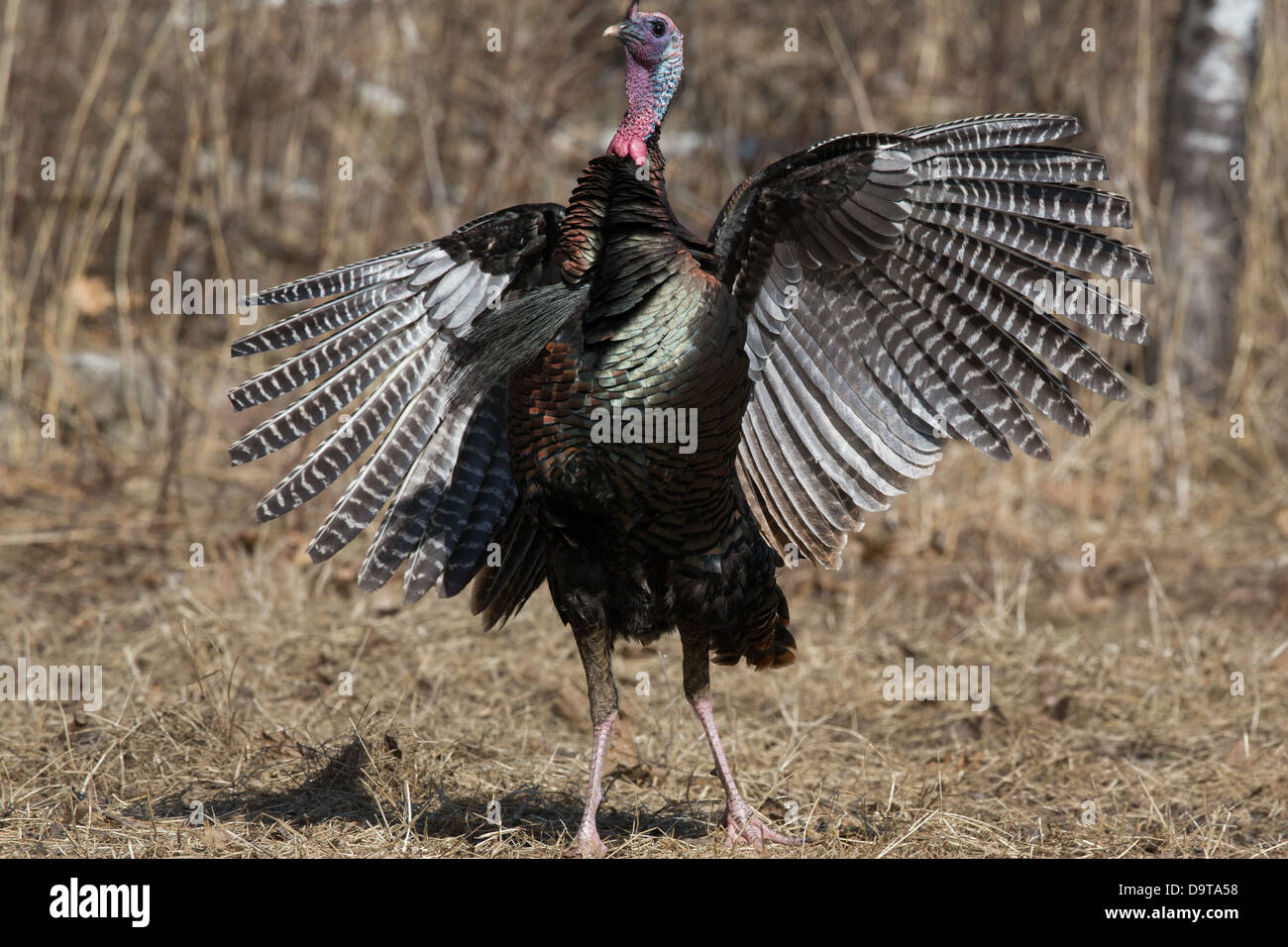 Eastern wild turkey - male Stock Photo - Alamy