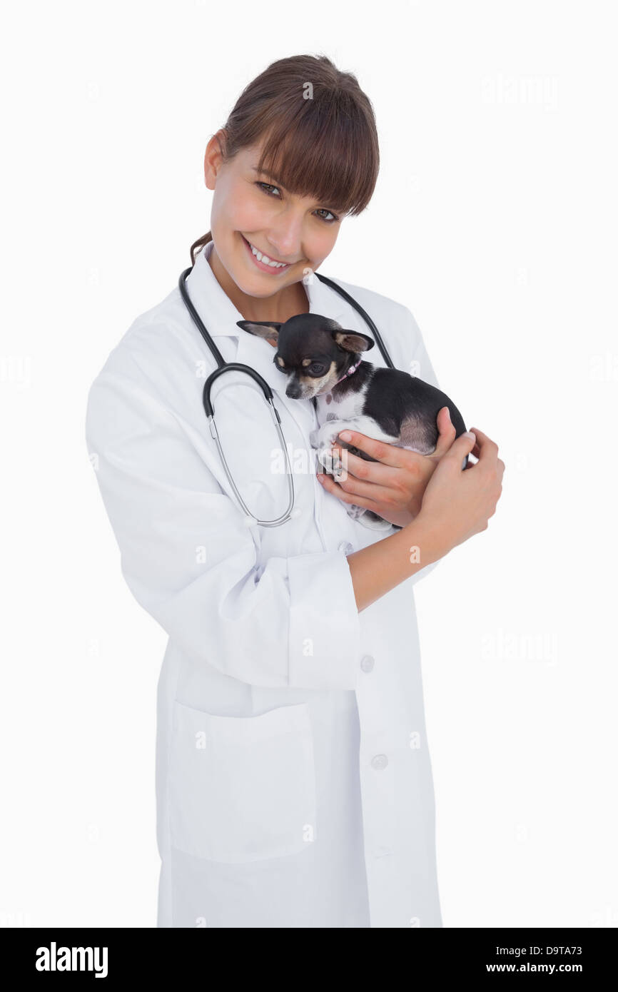 Happy vet holding a cute chihuahua Stock Photo - Alamy