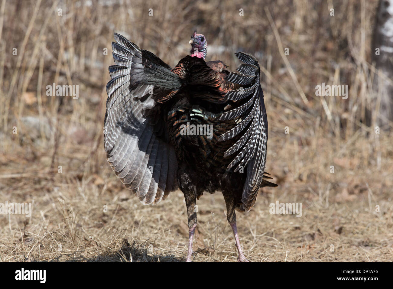 Eastern wild turkey - male Stock Photo - Alamy