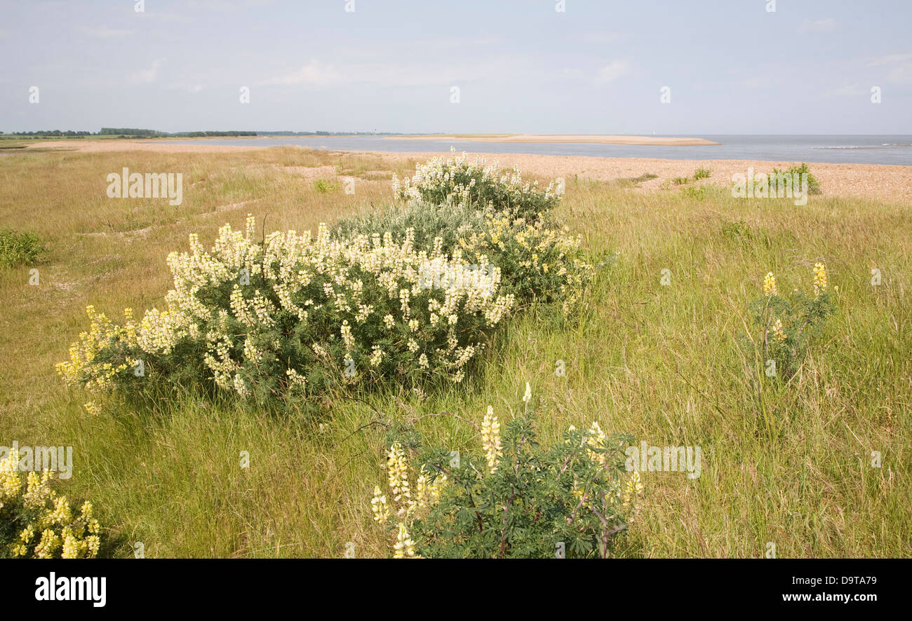 Lupinus arboreus, yellow bush lupine, growing near North Weir Point ...
