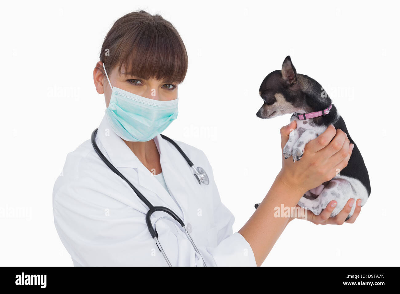 Attractive vet with protective mask holding a chihuahua Stock Photo - Alamy