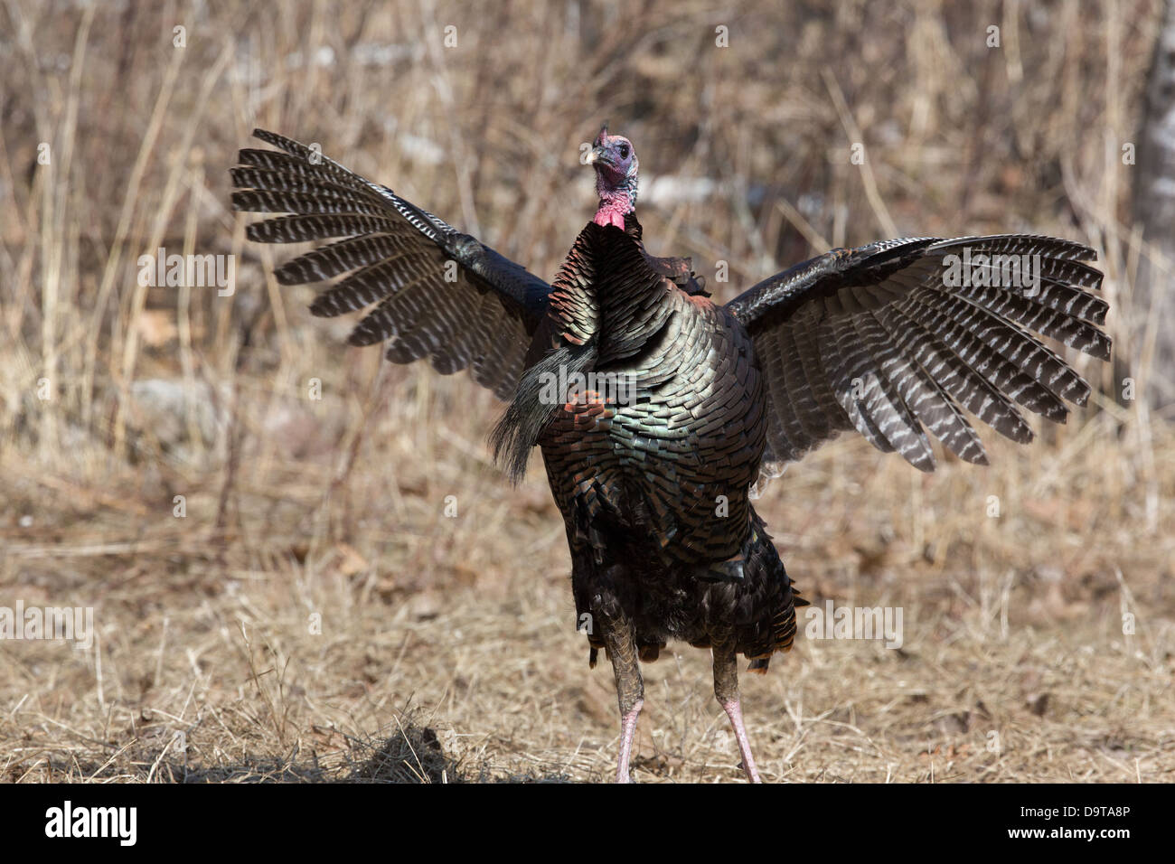 Eastern wild turkey - male Stock Photo - Alamy