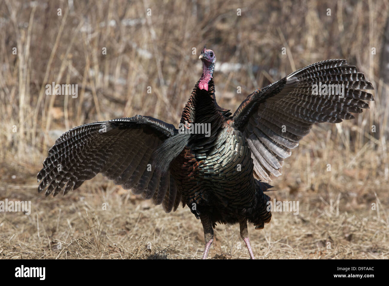 Eastern wild turkey - male Stock Photo - Alamy