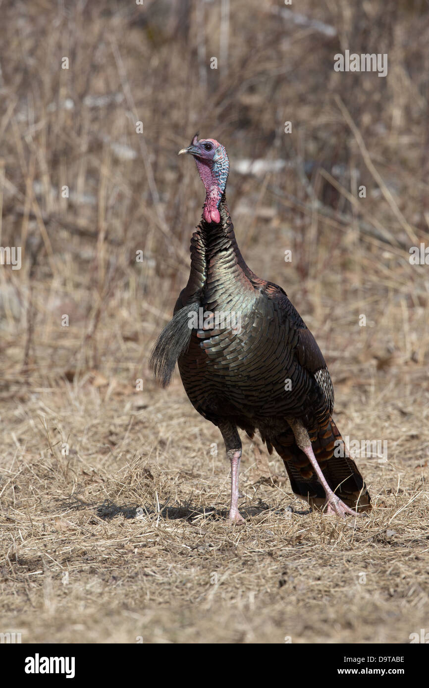 Eastern wild turkey - male Stock Photo - Alamy