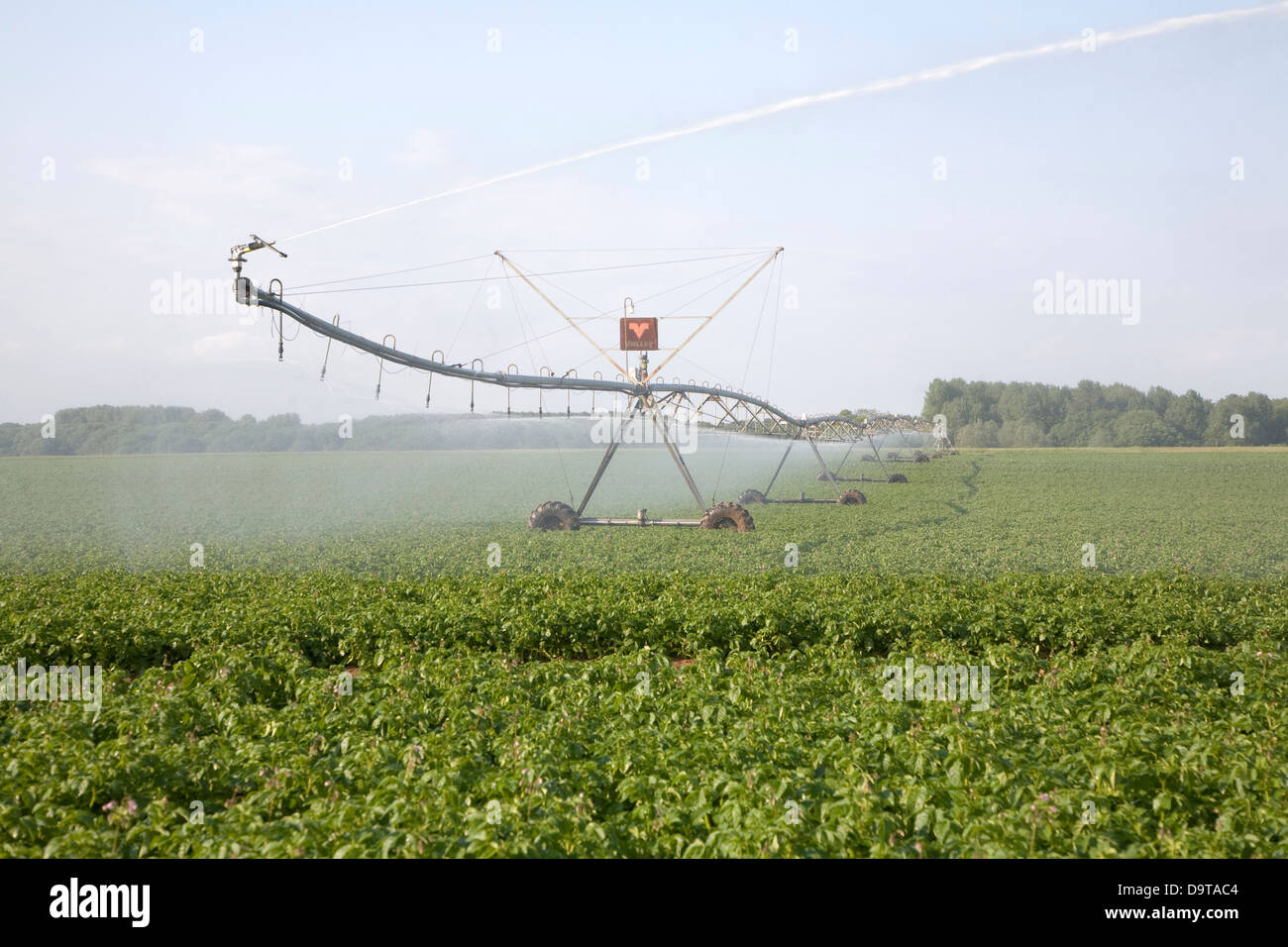 Irrigation sprayer watering field of potatoes, Hollesley, Suffolk ...