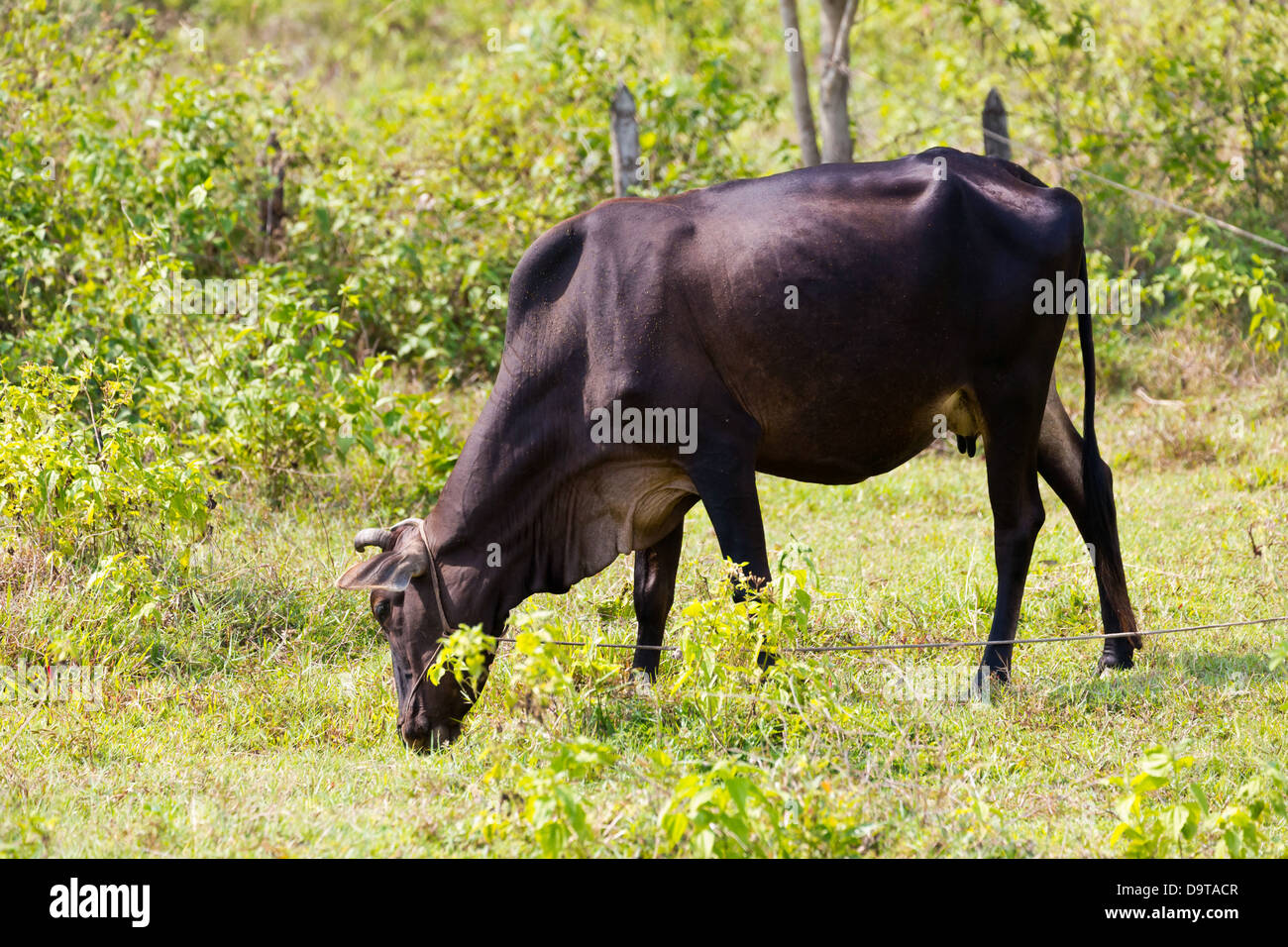 Cambodia cattle cow hi-res stock photography and images - Alamy