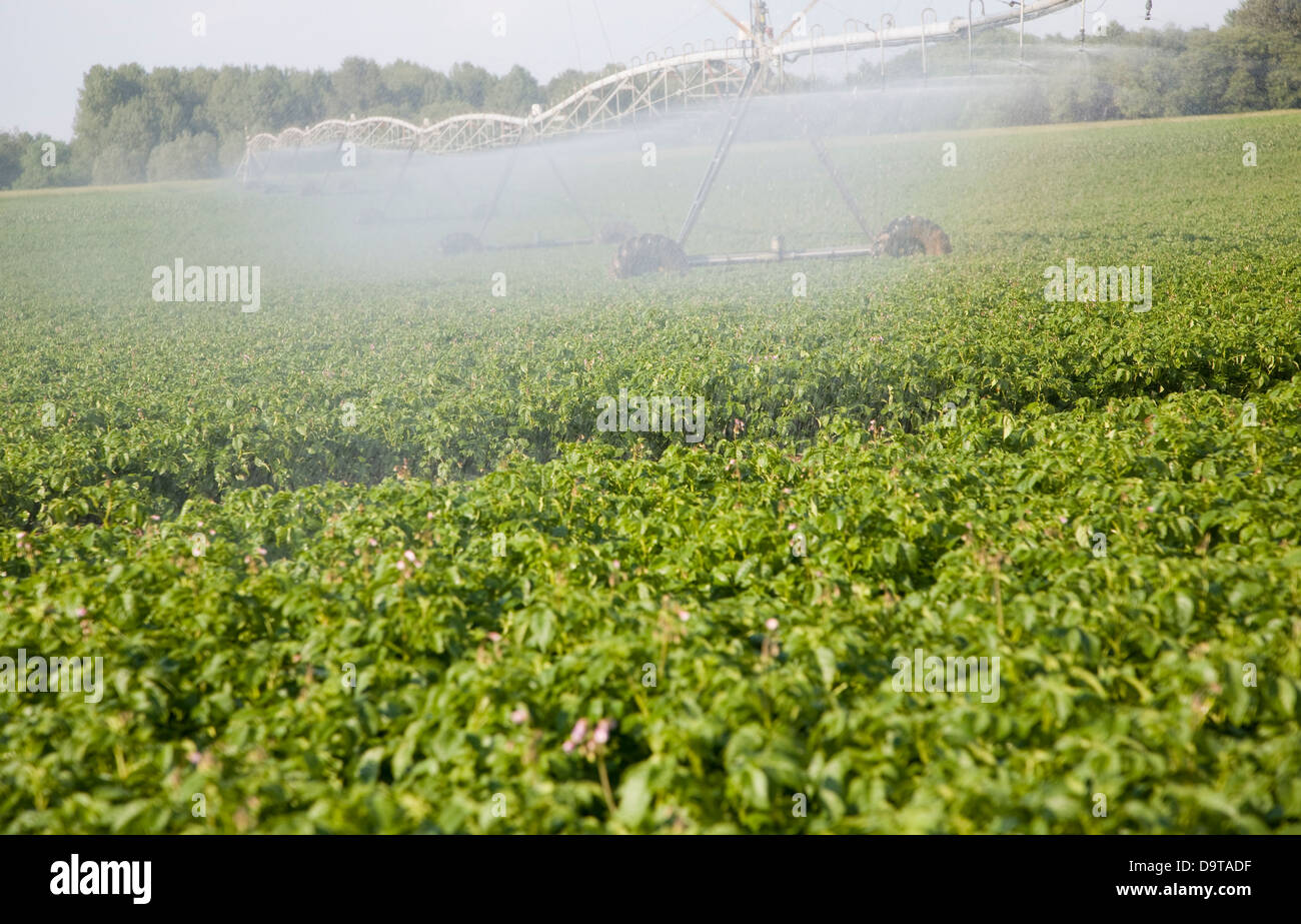 Irrigation sprayer watering field of potatoes, Hollesley, Suffolk ...