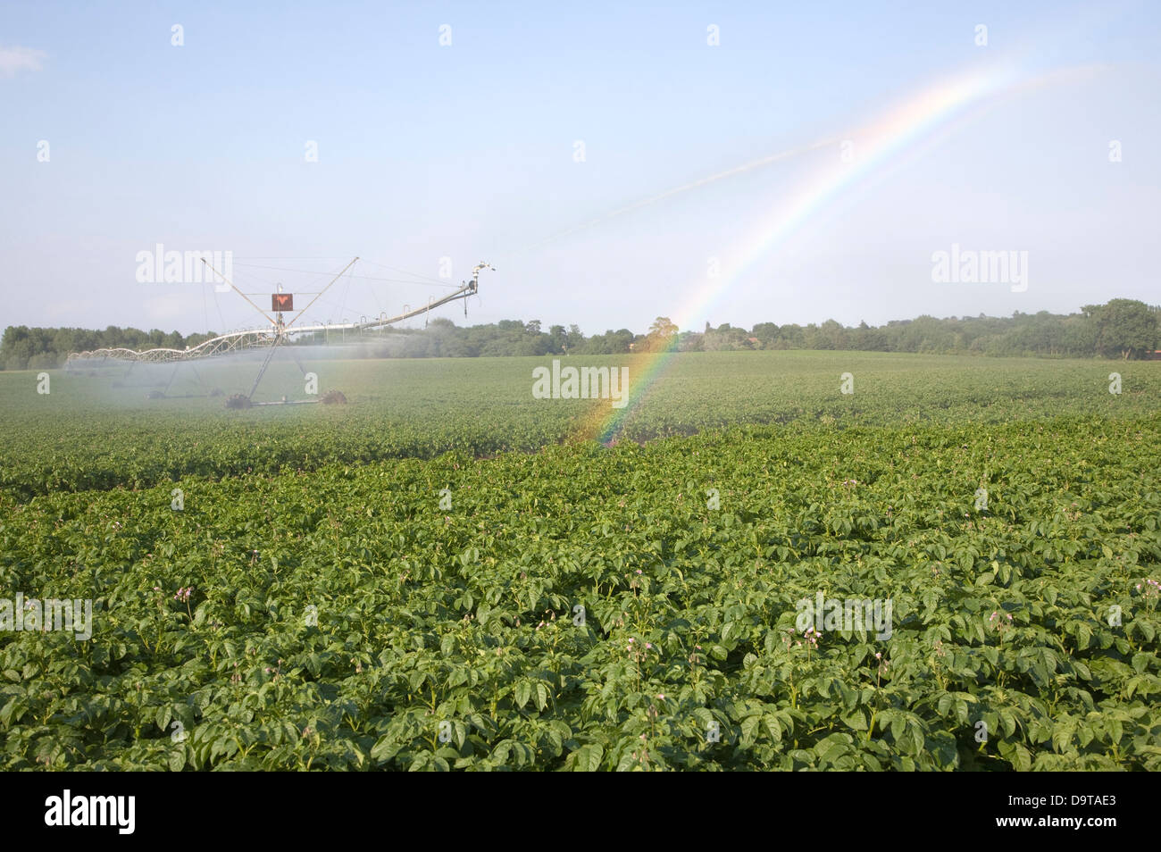 Irrigation sprayer watering field of potatoes, Hollesley, Suffolk ...