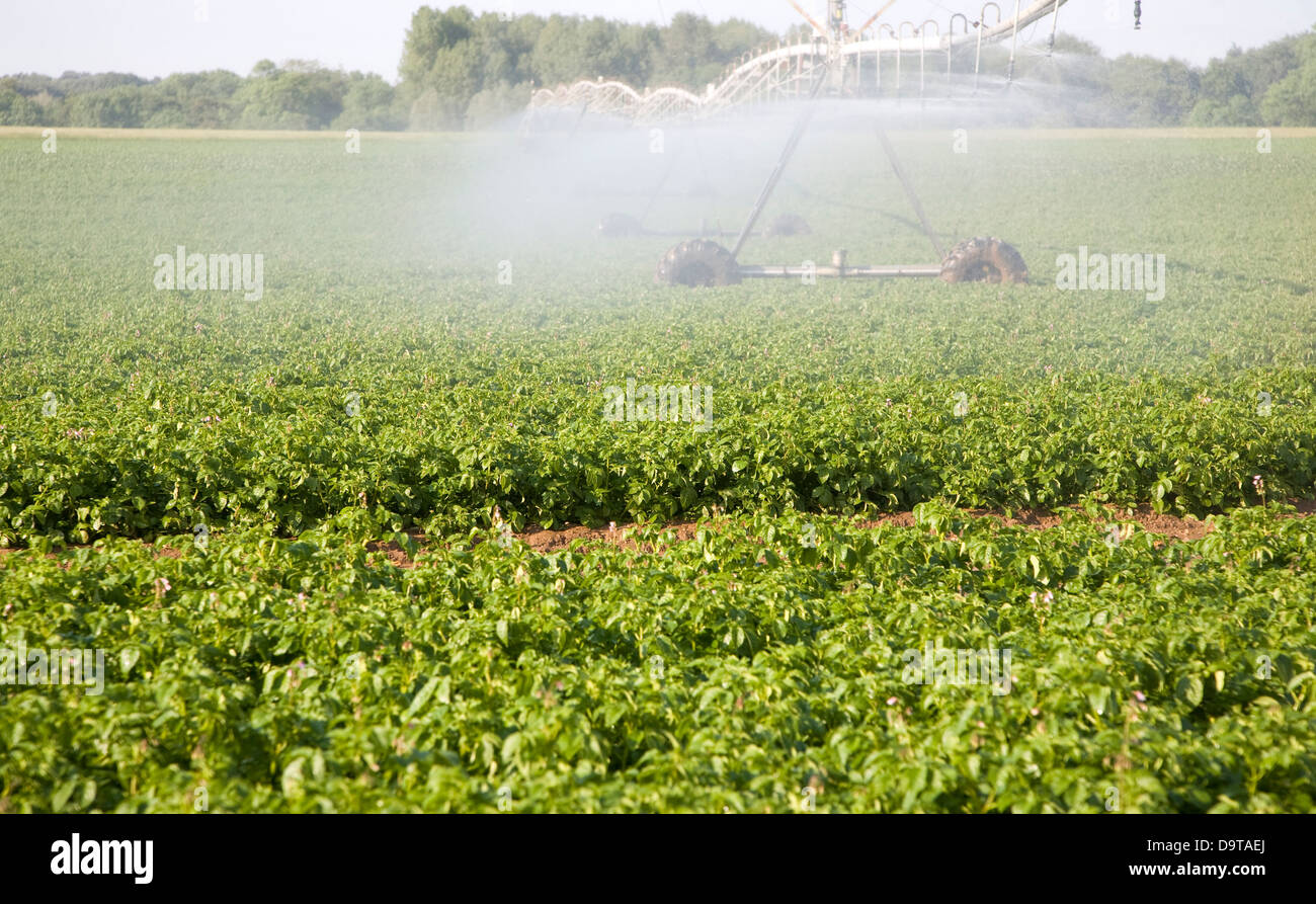 Irrigation sprayer watering field of potatoes, Hollesley, Suffolk ...