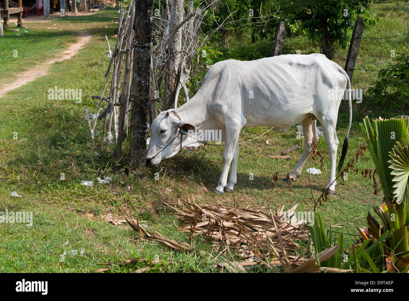 Cow in the Province of Kampot in Cambodia Stock Photo - Alamy