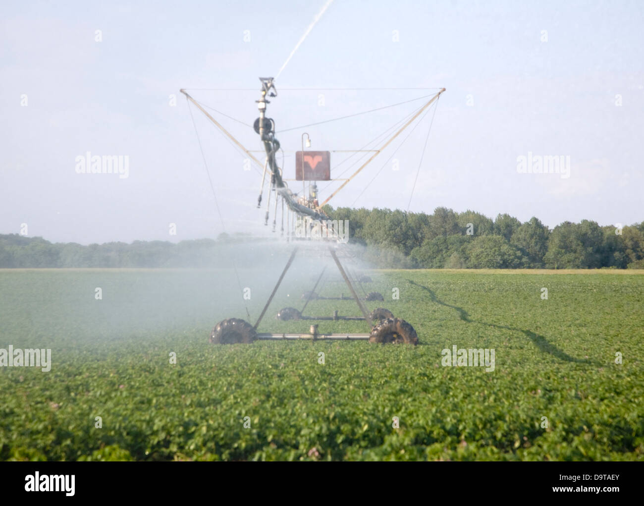 Irrigation sprayer watering field of potatoes, Hollesley, Suffolk ...