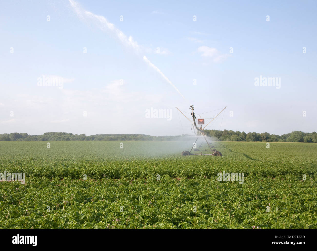 Irrigation sprayer watering field of potatoes, Hollesley, Suffolk ...