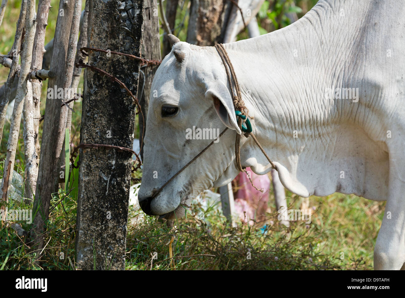 Cow in the Kampot Province of Cambodia Stock Photo - Alamy