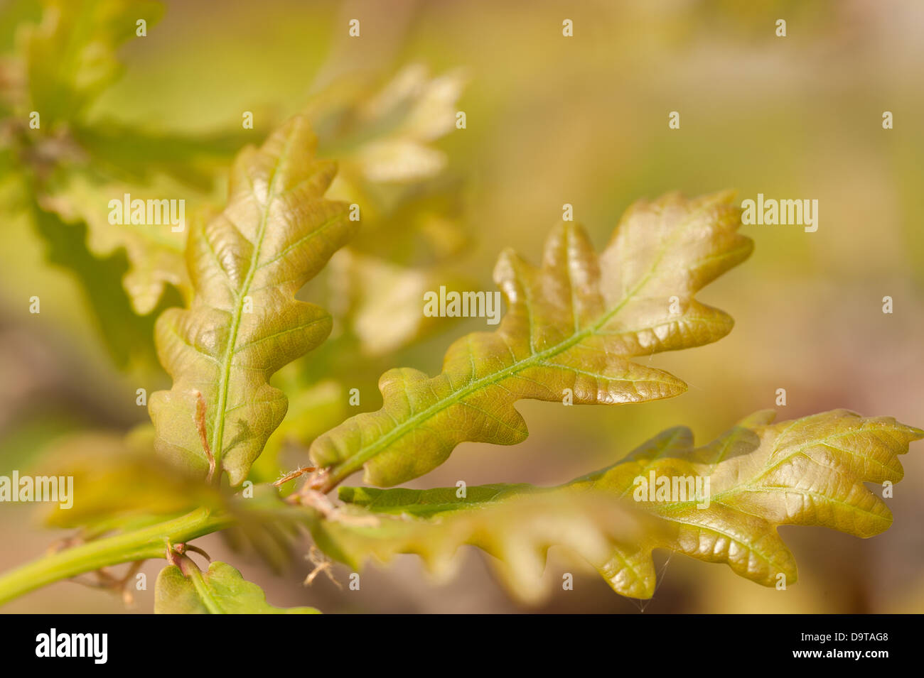 Germinating oak sapling with new delicate new leaves emerging from bud ...