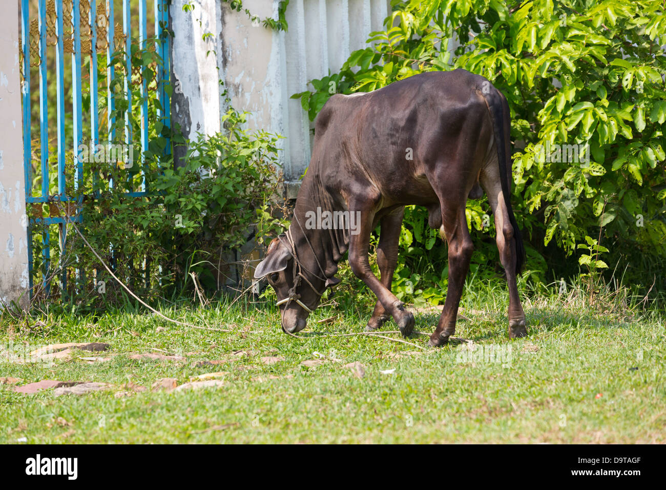 Cambodia cattle cow hi-res stock photography and images - Alamy
