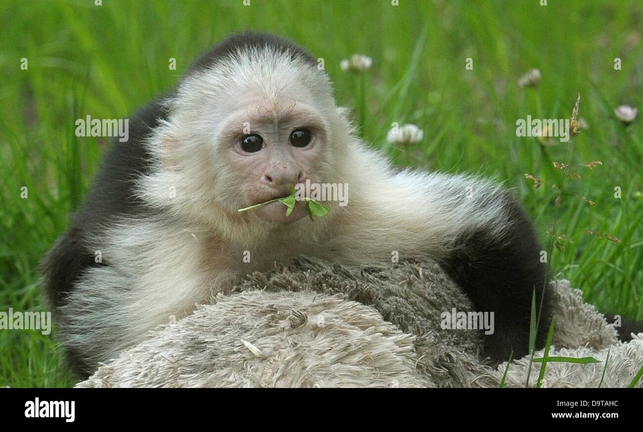 Family capuchin monkeys in hi-res stock photography and images - Alamy