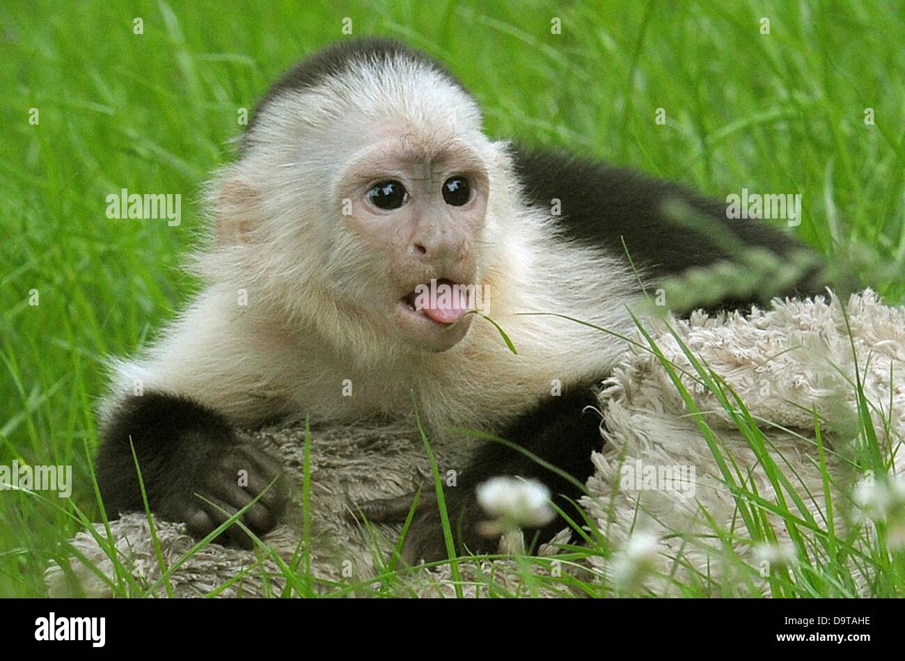 Family capuchin monkeys in hi-res stock photography and images - Alamy