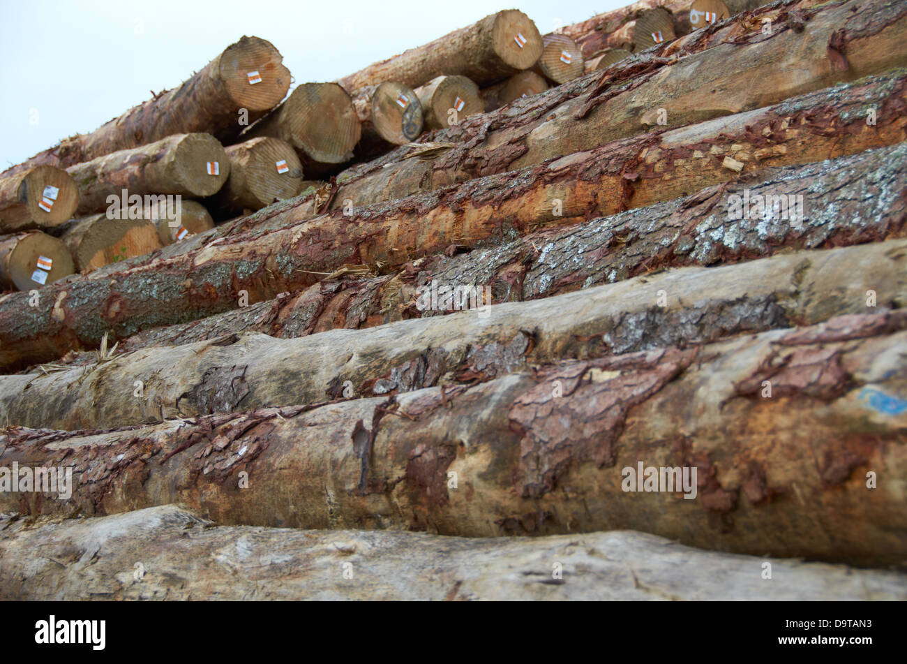 What Is Timber-Yard Meaning at Michael Tanya blog