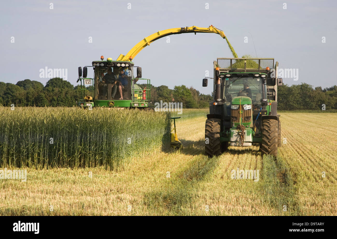 Rye Crop Field