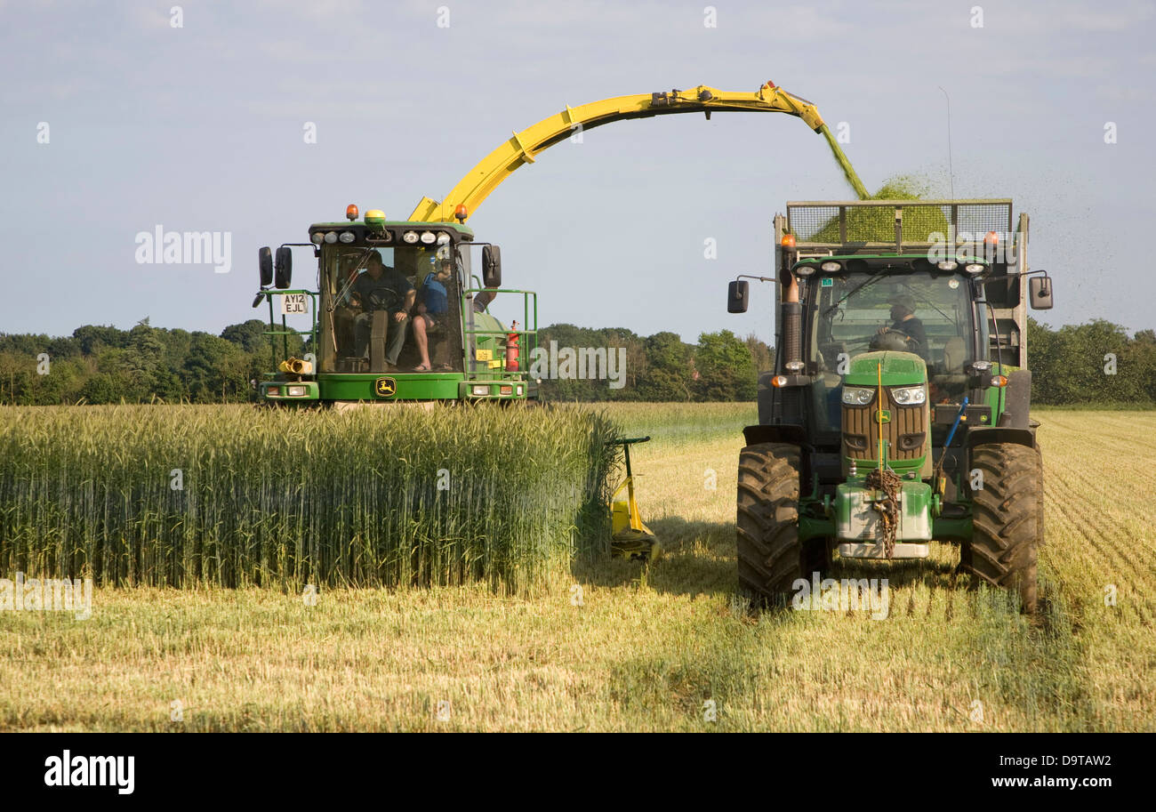 Harvesting rye crop for use as fuel for electricity generation ...
