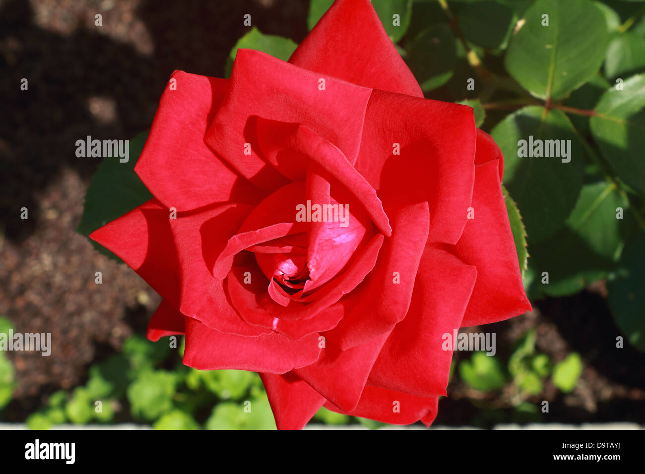 Scarlet flower tea-hybrid rose , blooming in the garden . Photographed ...