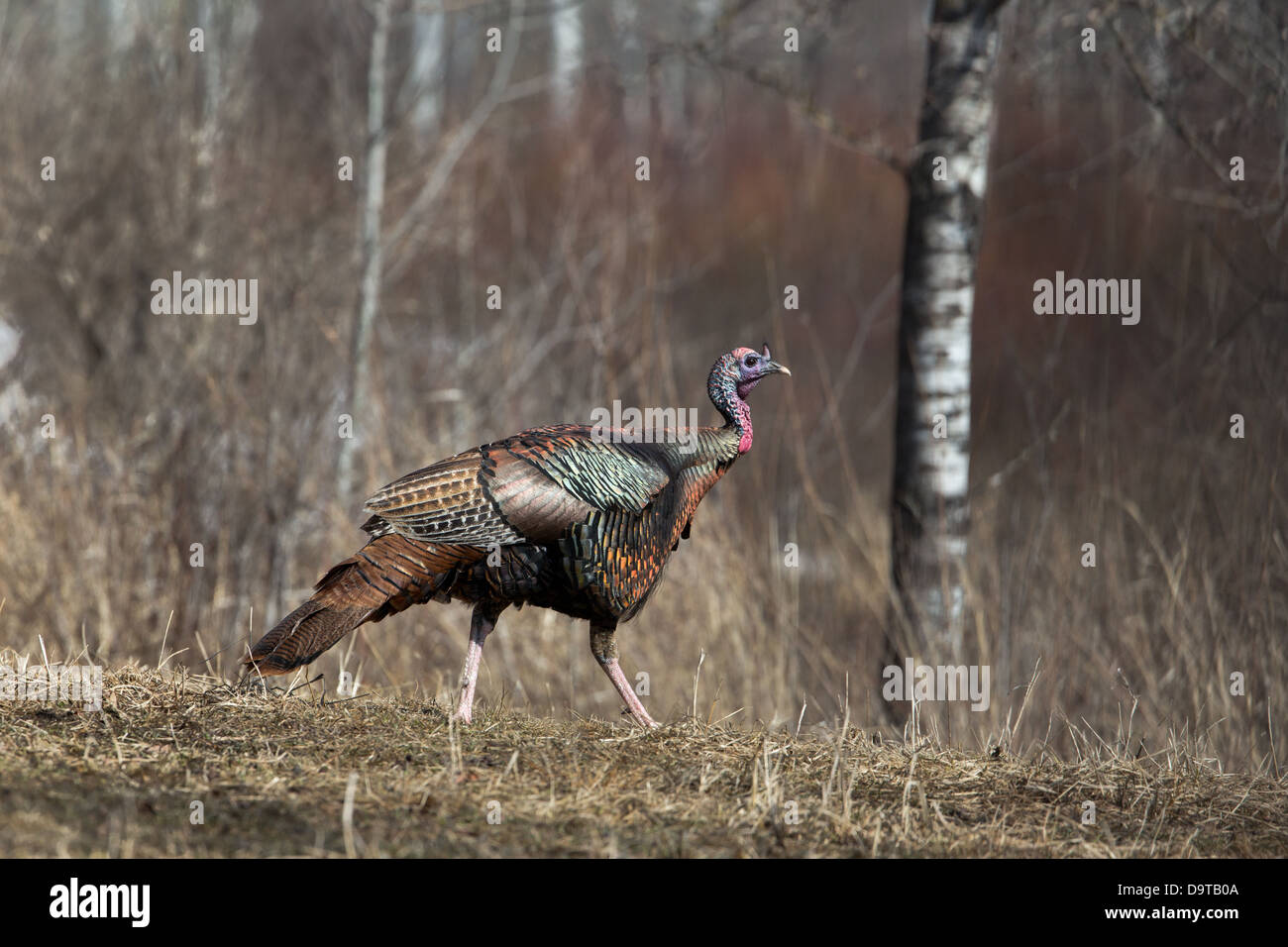 Eastern wild turkey - male Stock Photo - Alamy