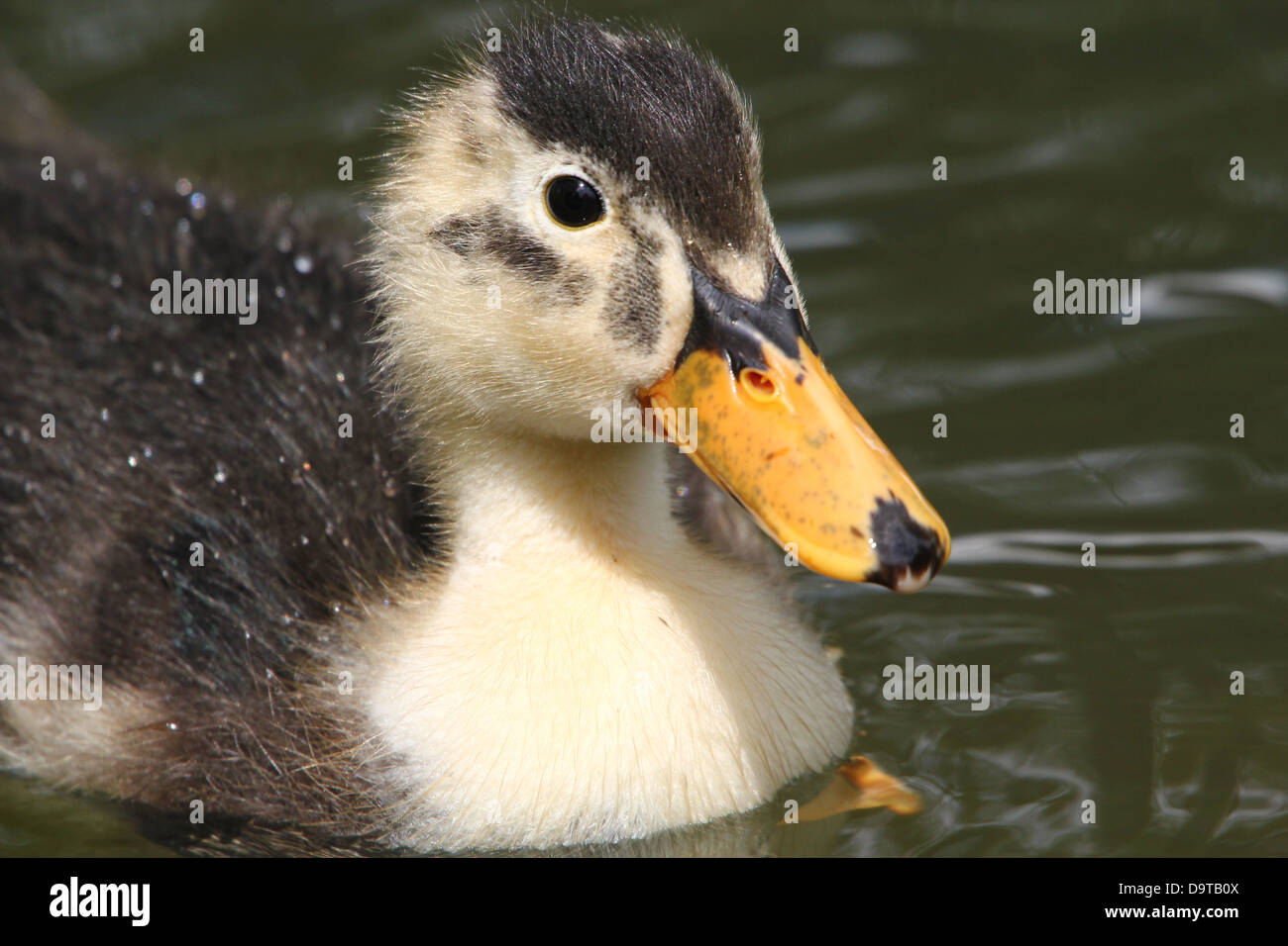 Images of ducks and ducklings hi-res stock photography and images - Alamy