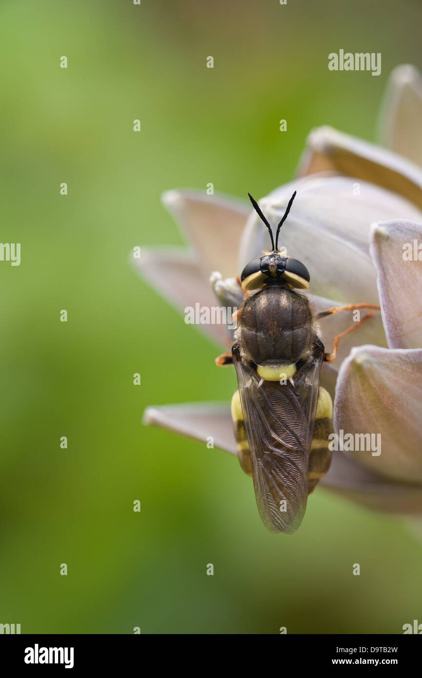 Hoverfly pupa hi-res stock photography and images - Alamy