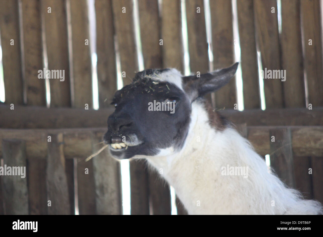 Llama baring his teeth Stock Photo - Alamy