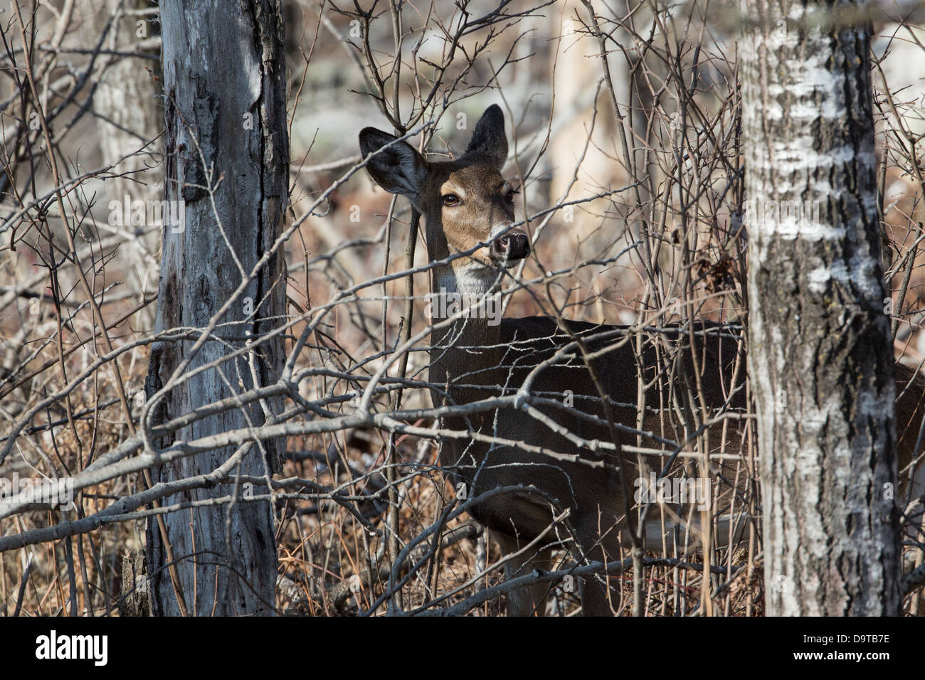 White-tailed doe in spring Stock Photo - Alamy