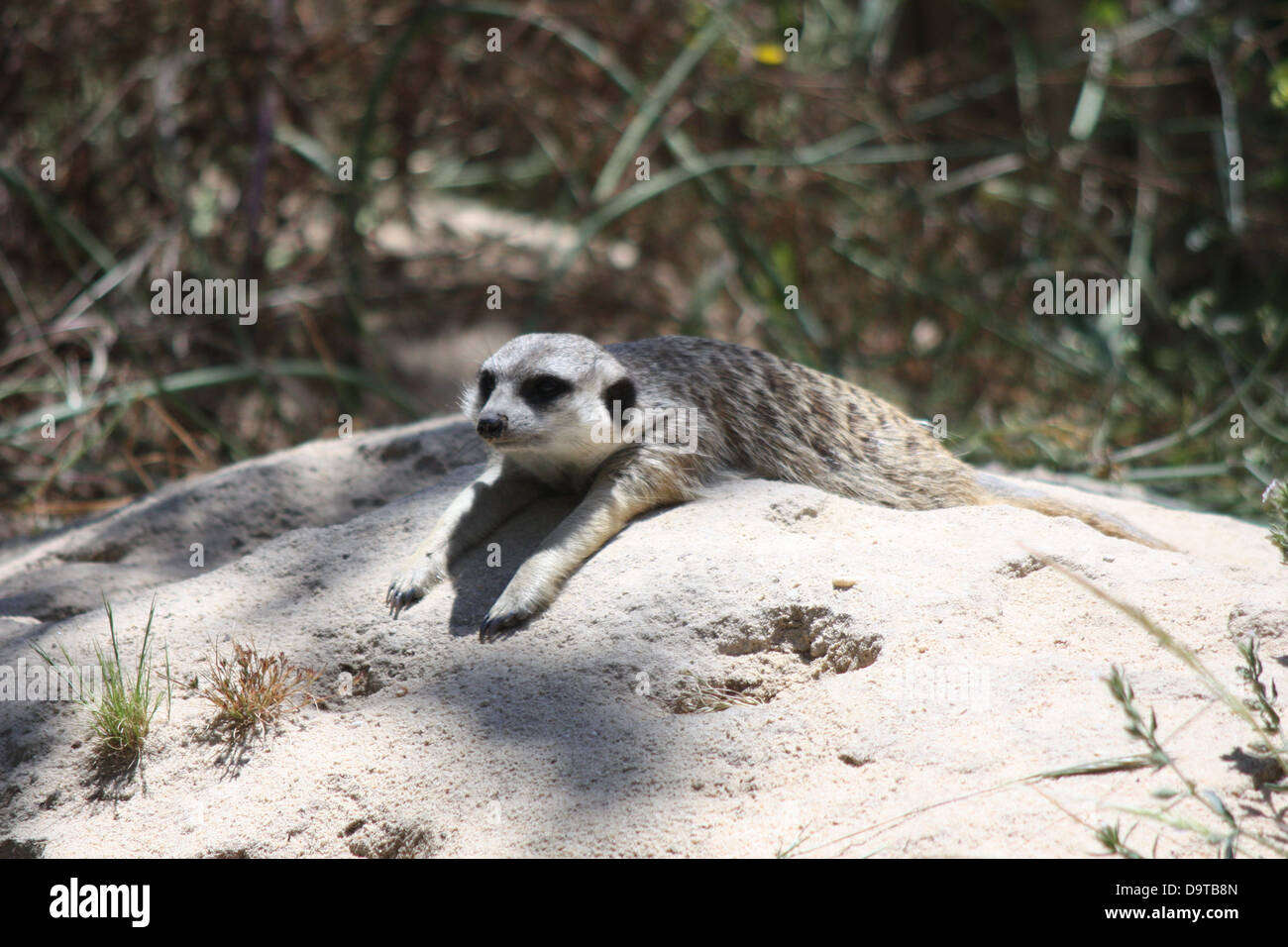 Meerkat nature hi-res stock photography and images - Alamy