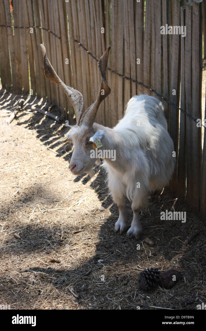 Goat with twisted horns Stock Photo - Alamy