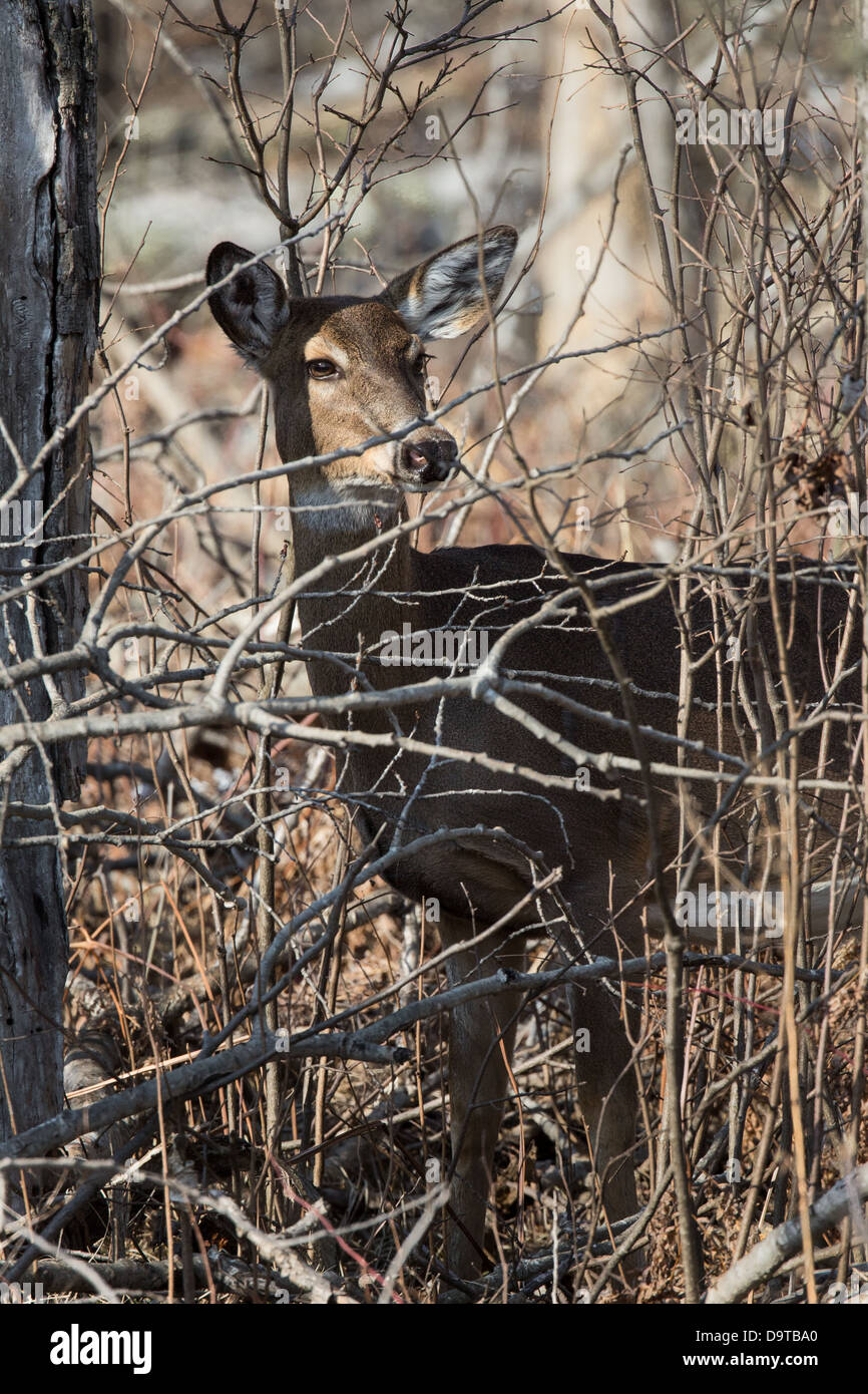 White-tailed doe in spring Stock Photo - Alamy