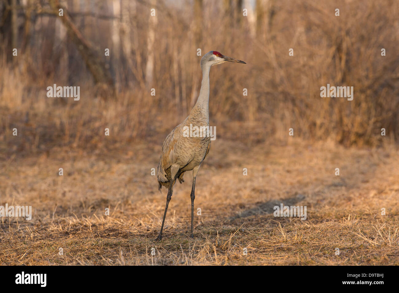 Spring backwards hi-res stock photography and images - Alamy