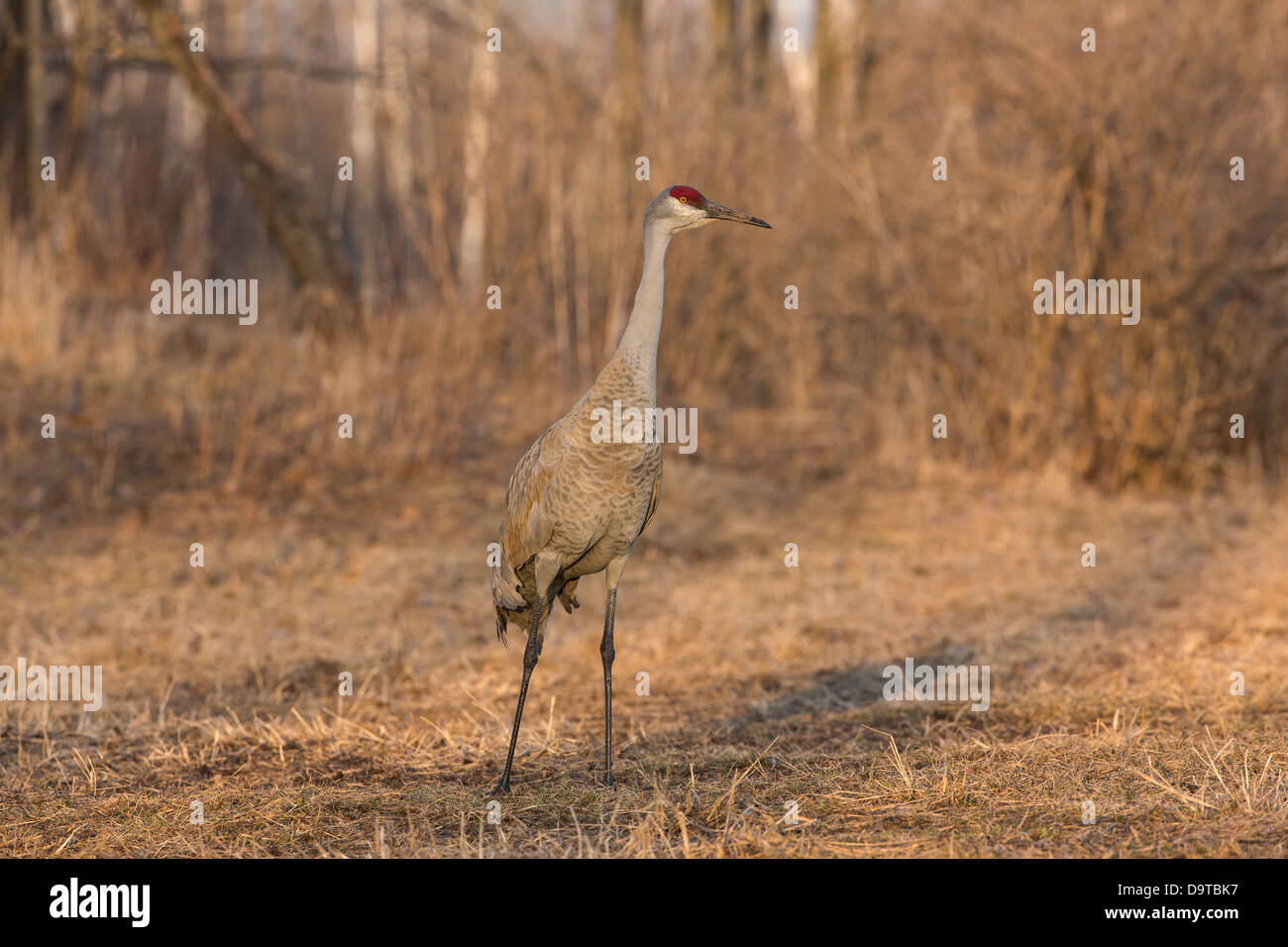 Crane field hi-res stock photography and images - Alamy